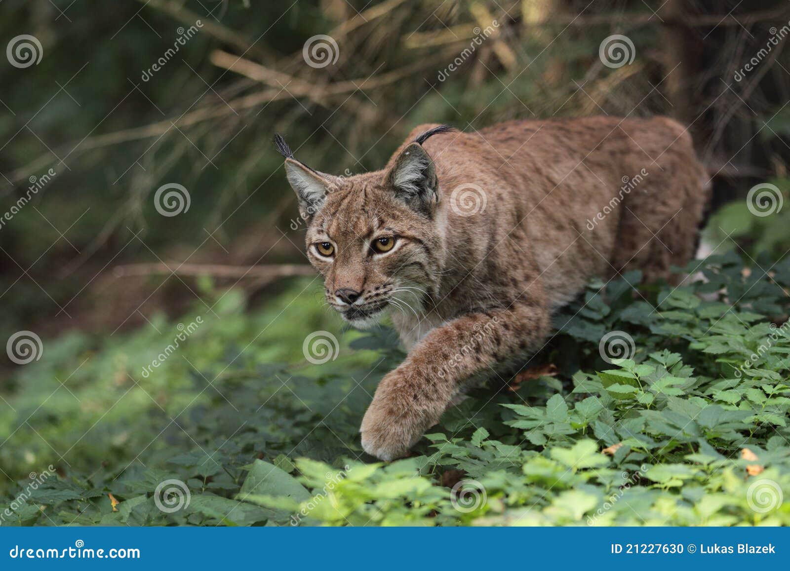 Eurasian Lynx Lynx Lynxsurprised In The Wilderness Royalty-Free Stock ...