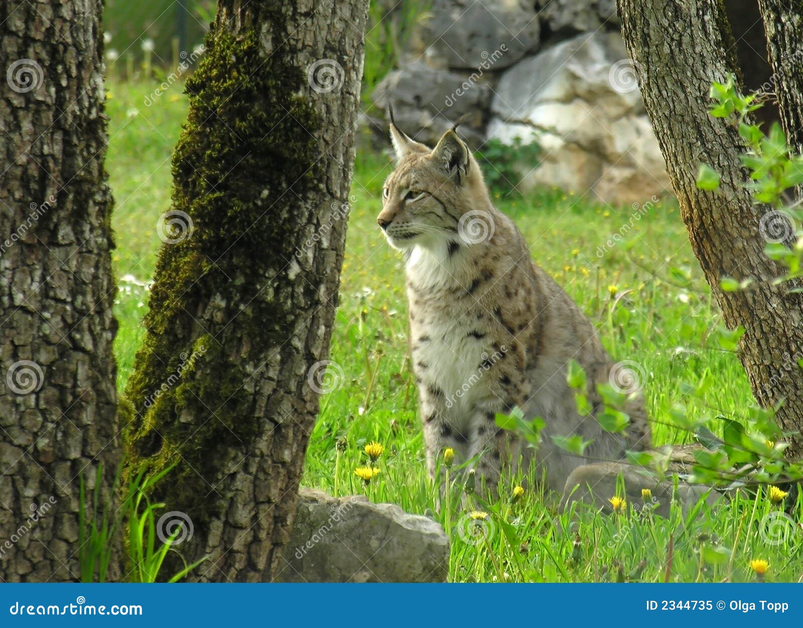 Eurasian Lynx Lynx Lynxsurprised In The Wilderness Royalty-Free Stock ...