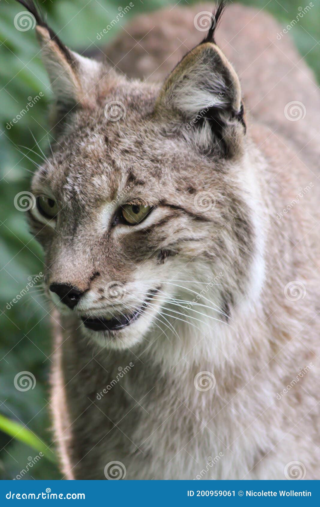 The Eurasian Lynx, Also Called Northern Lynx Stock Image - Image of ...