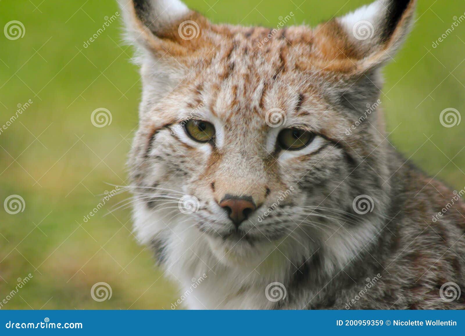 The Eurasian Lynx, Also Called Northern Lynx Stock Image - Image of ...