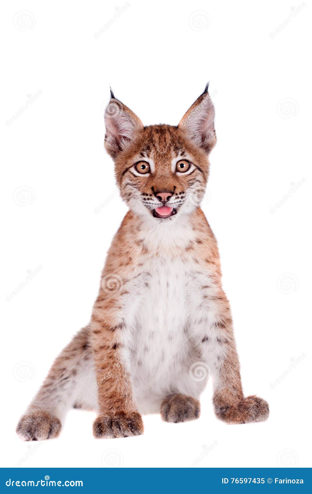 468 Happy Lynx Stock Photos - Free & Royalty-Free Stock Photos from ...