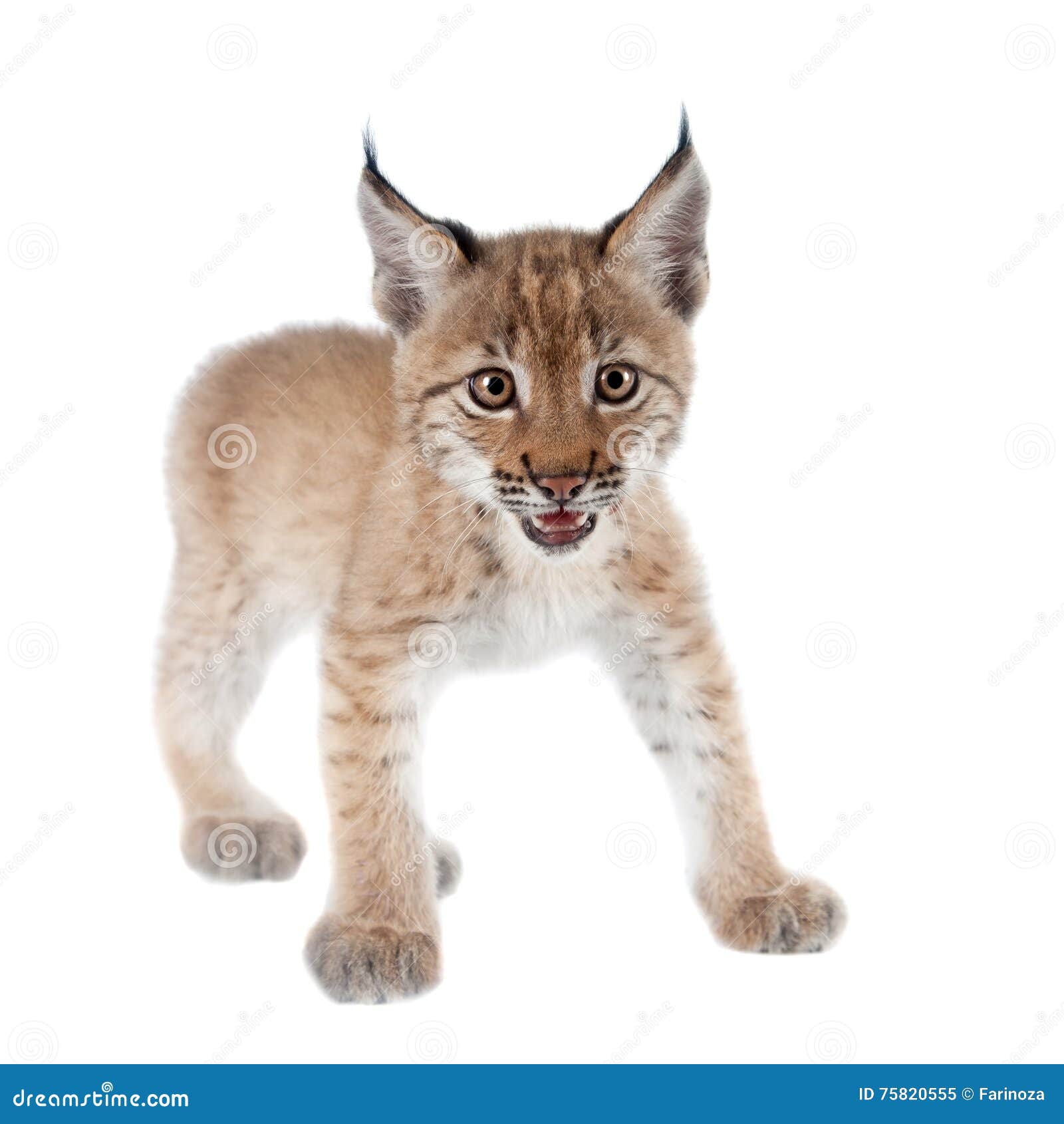 Eurasian Lynx cub on white stock image. Image of beauty - 75820555