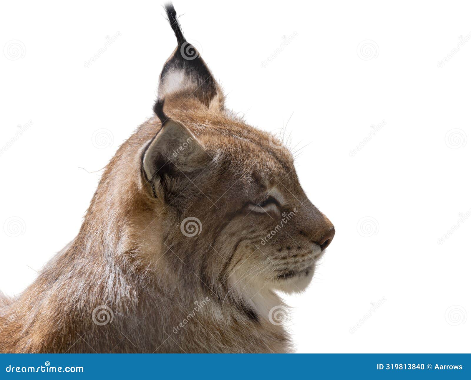 Eurasian Lynx in Front Isolated on a White Background Stock Photo ...