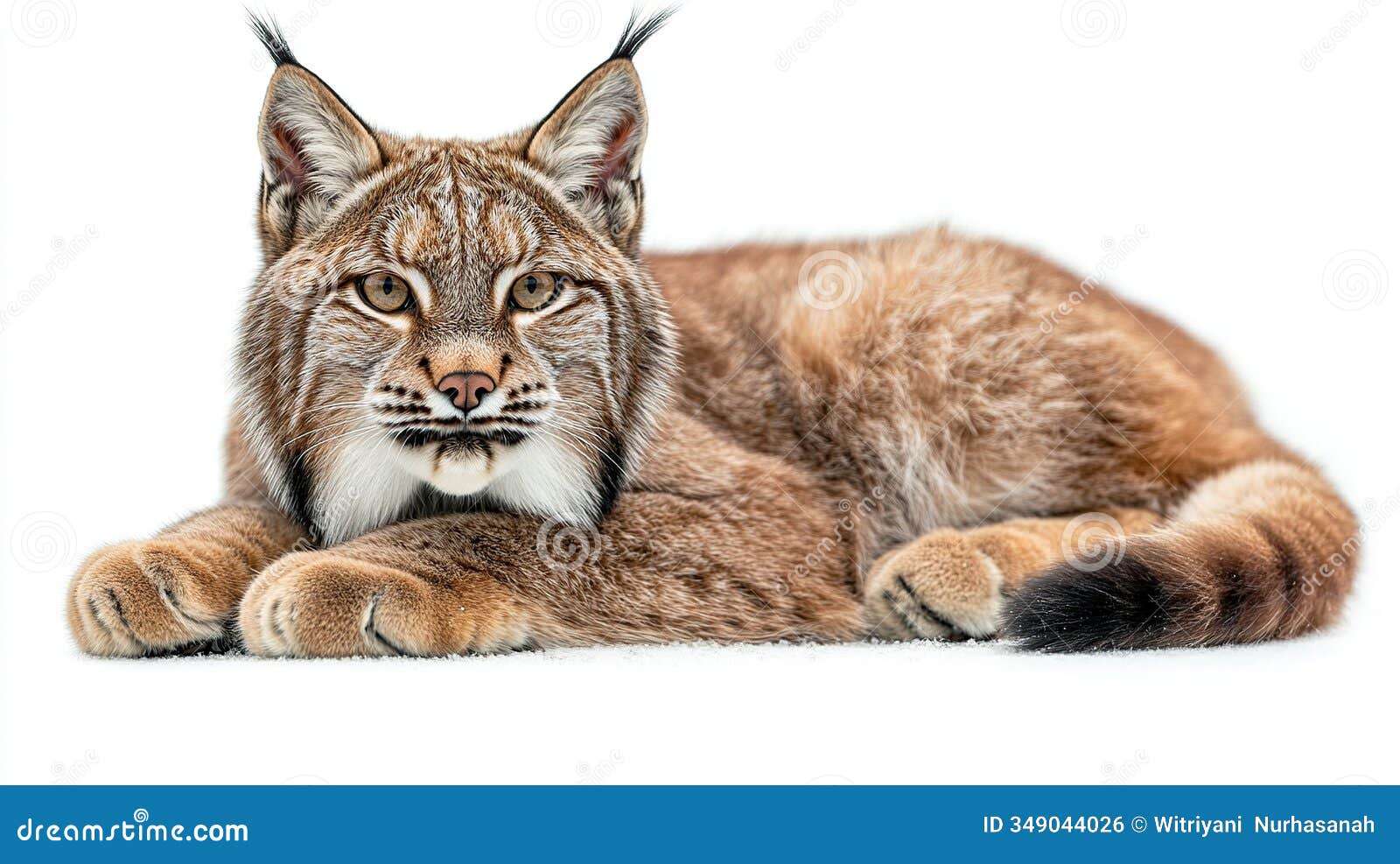 Eurasian Lynx Lying Down on White Background, Looking Directly at ...