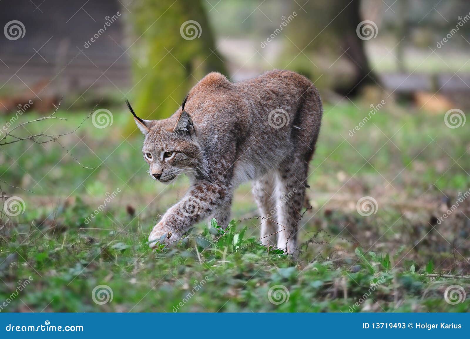 Eurasian lynx (Lynx lynx) stock image. Image of fauna - 13719493