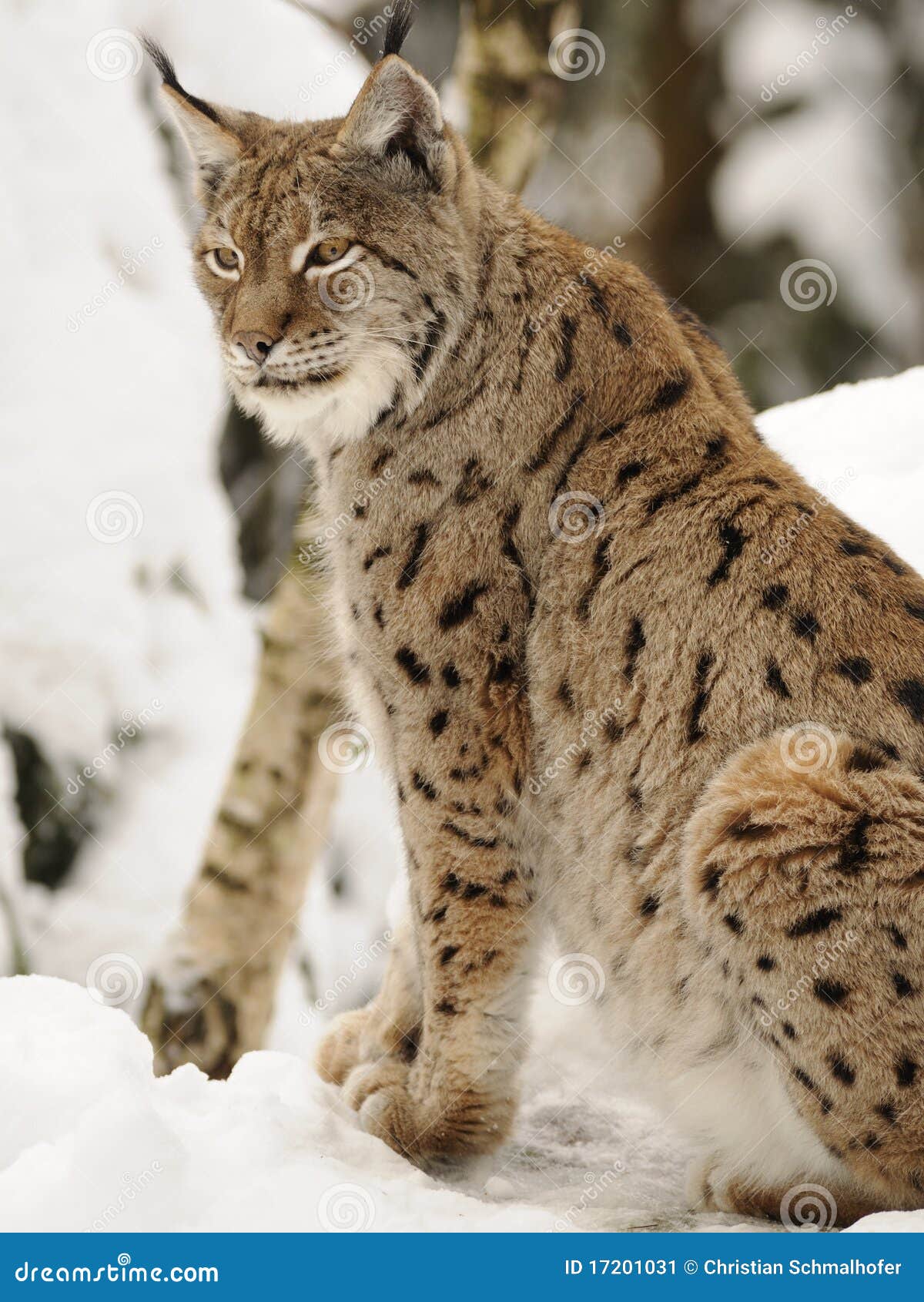 Eurasian Lynx ( Lynx Lynx ) Stock Image - Image of yawning, hide: 17201031