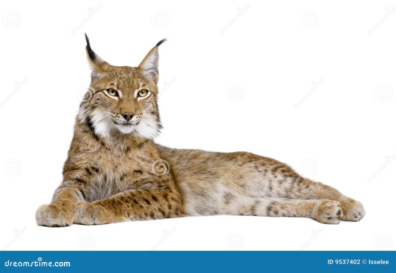 Eurasian Lynx Lynx Lynxsurprised In The Wilderness Royalty-Free Stock ...