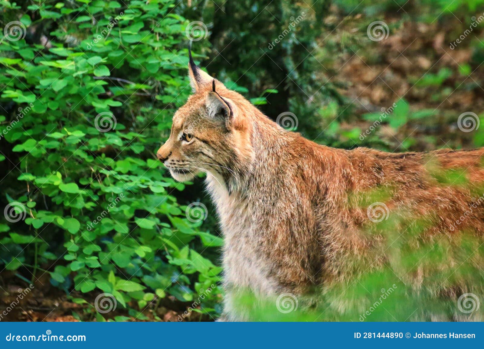 Eurasian Lynx (Lynx Lynx) Foraging in Dense Vegetation Stock Photo ...