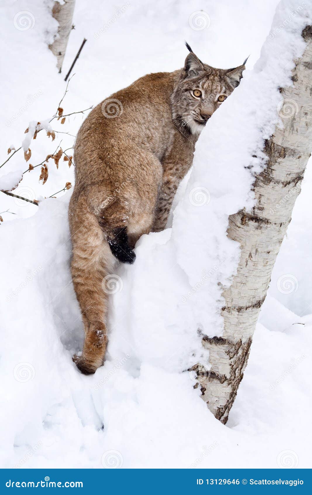 Eurasian Lynx (Lynx Lynx) in the Snow Stock Photo - Image of bobcat ...