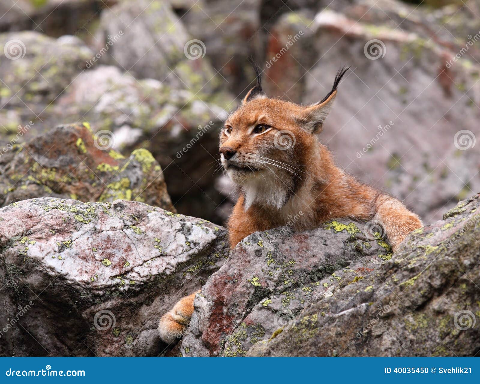 Eurasian Lynx stock photo. Image of outdoor, beast, prey - 40035450