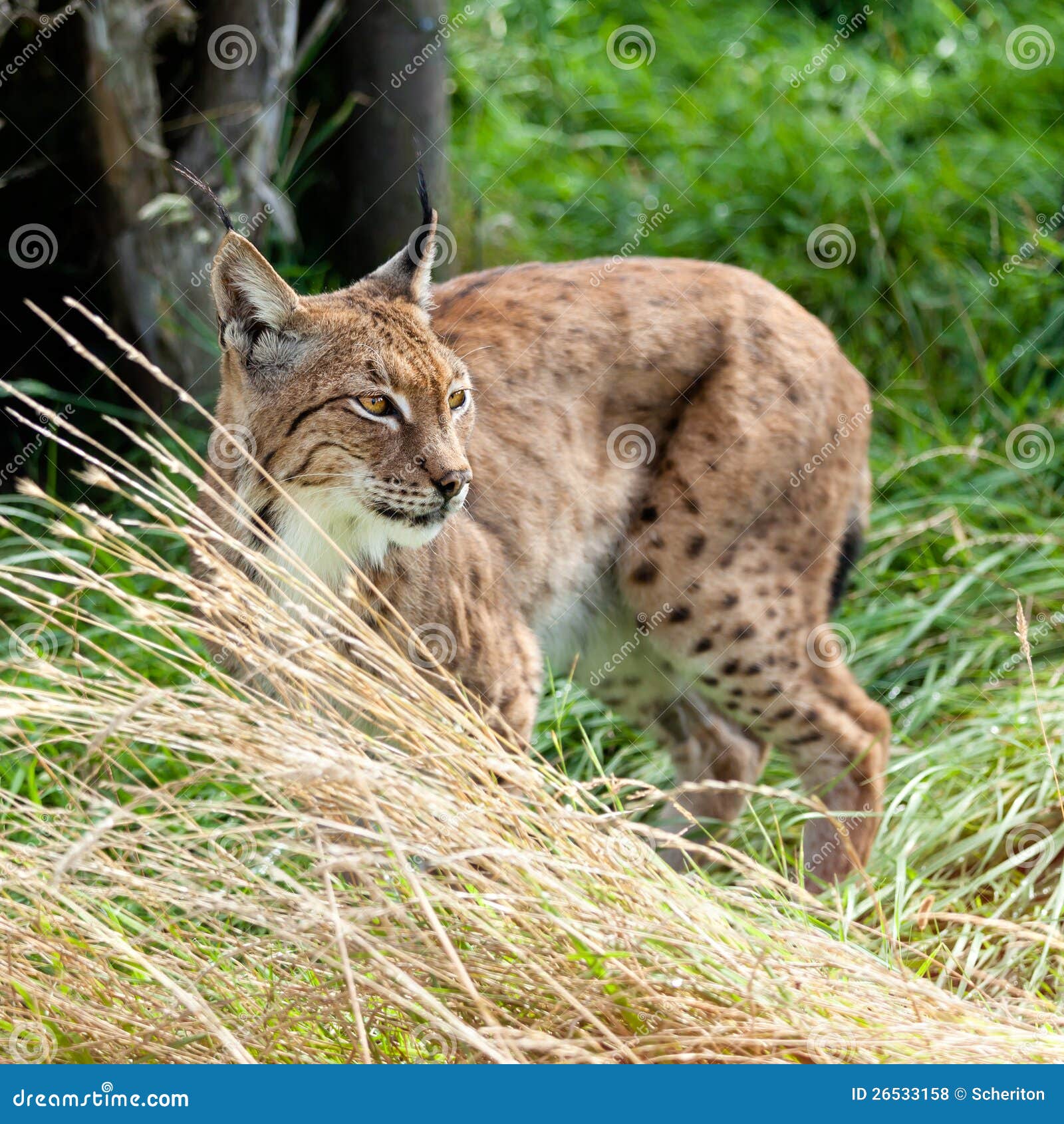 Prowling Through The Grass Royalty-Free Stock Image | CartoonDealer.com ...