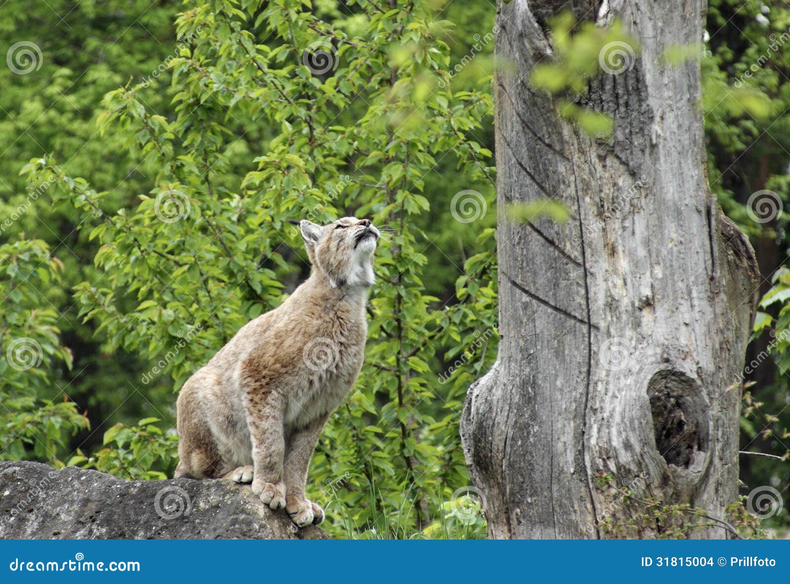 Eurasian Lynx Ready To Jump Stock Photo - Image of natural, countryside ...