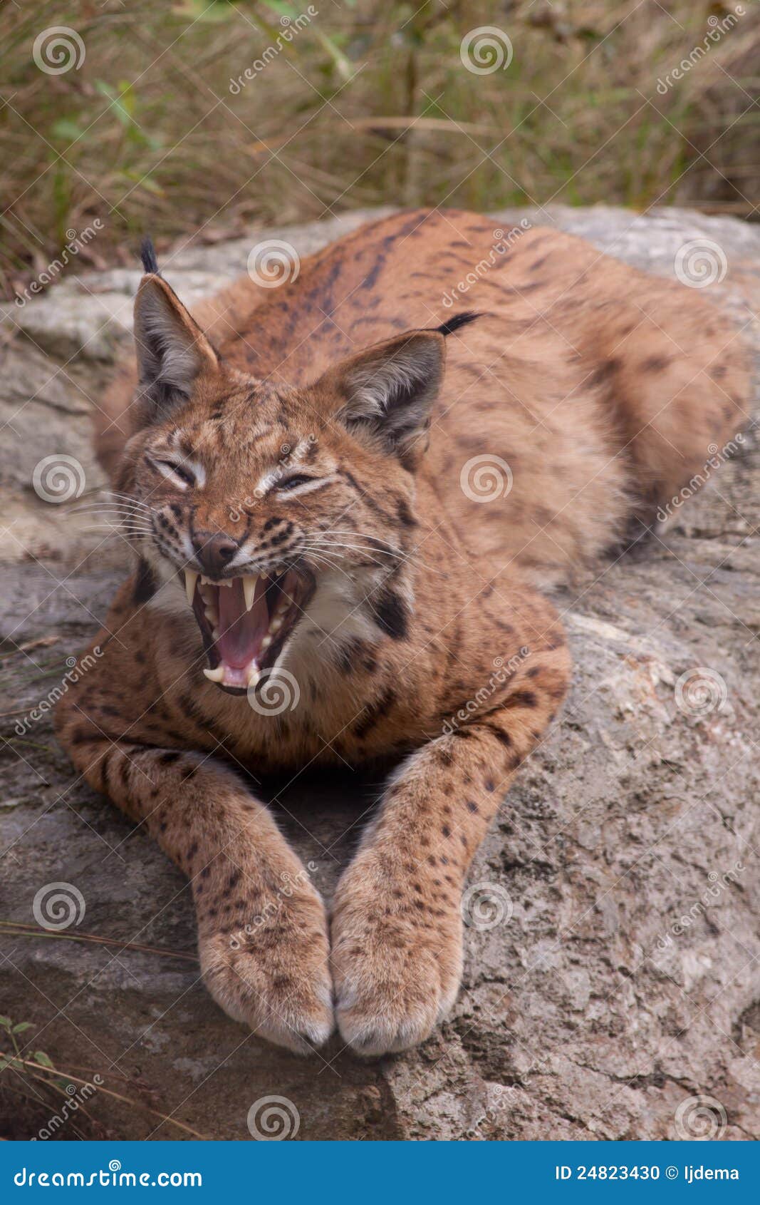 Eurasian Lynx Showing Its Teeth Stock Photo - Image of mother, stare ...