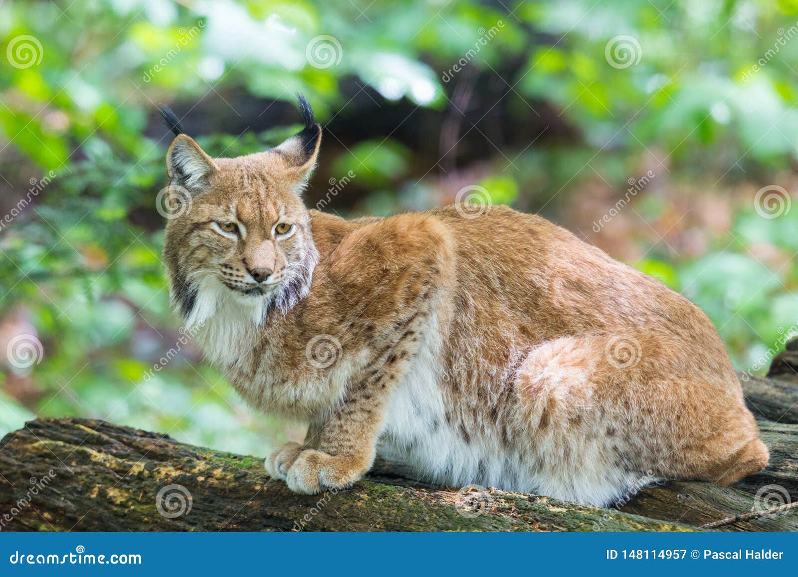 Eurasian Lynx Sitting in Forest Stock Image - Image of animal, outdoor ...