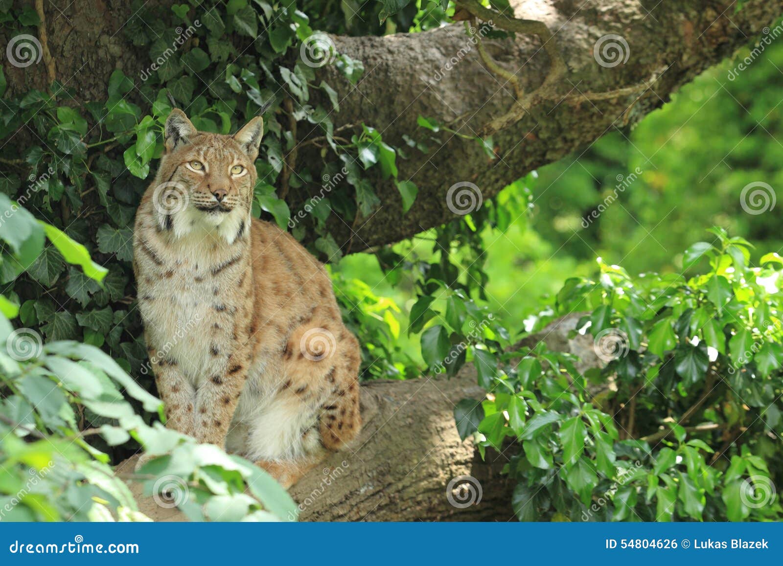 Eurasian lynx stock photo. Image of tree, nature, adult - 54804626