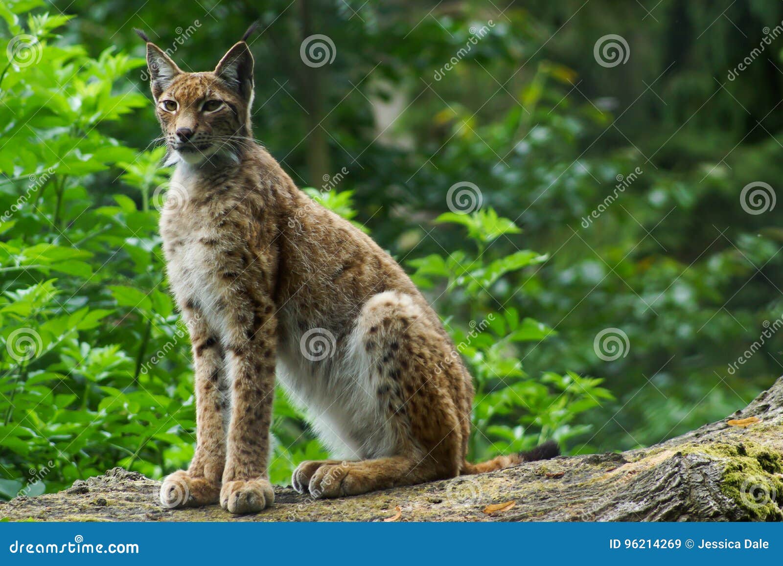 A Eurasian Lynx sitting stock image. Image of eurasian - 96214269