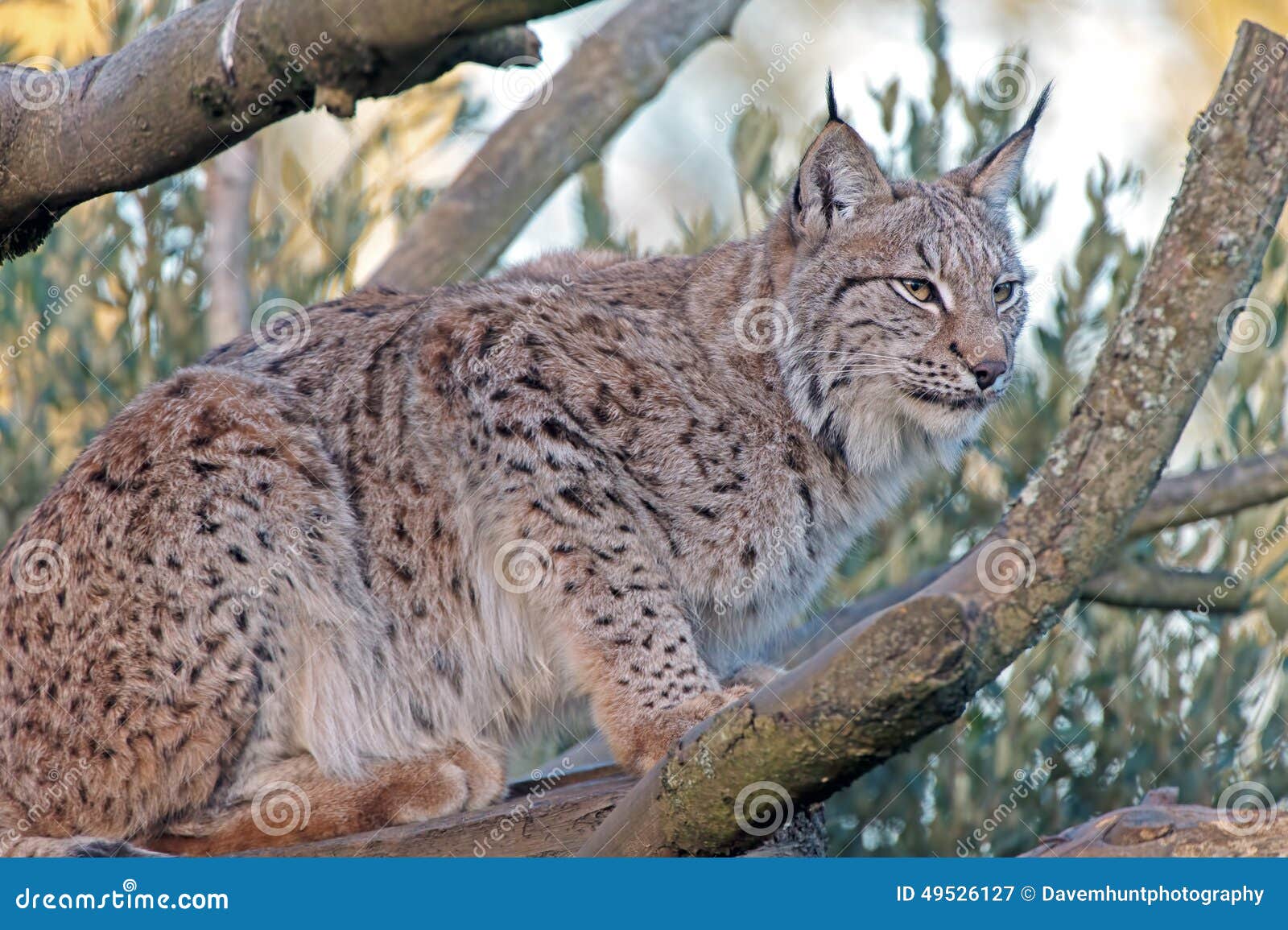 Eurasian Lynx stock image. Image of outdoors, predator - 49526127