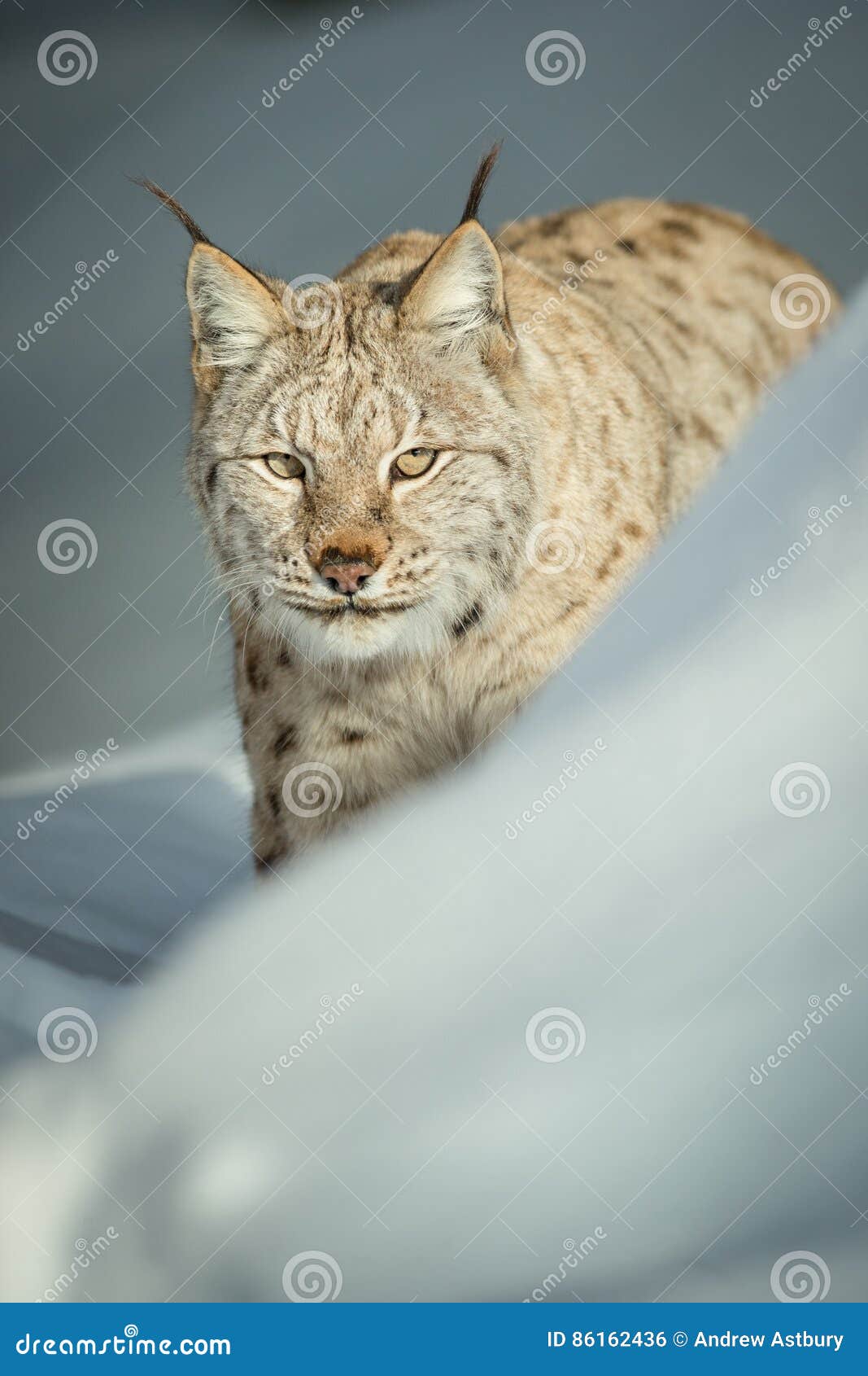 A Eurasian Lynx in Snow stock photo. Image of europe - 86162436