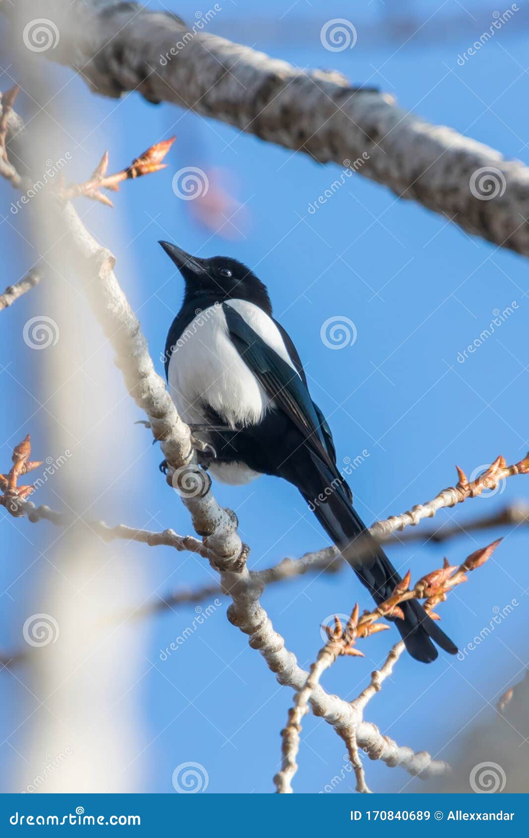 Eurasian Magpie on a Branch, Common Magpie Pica Pica Stock Image ...