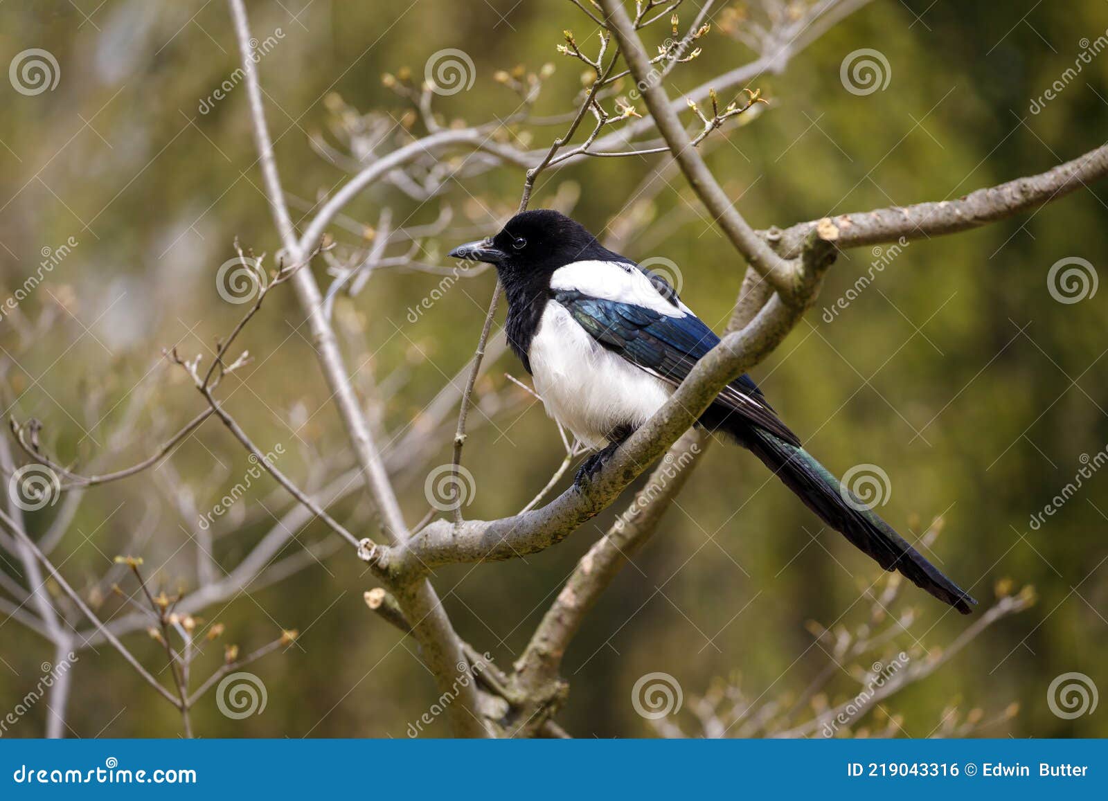 Eurasian Magpie or Common Magpie Stock Photo - Image of area ...