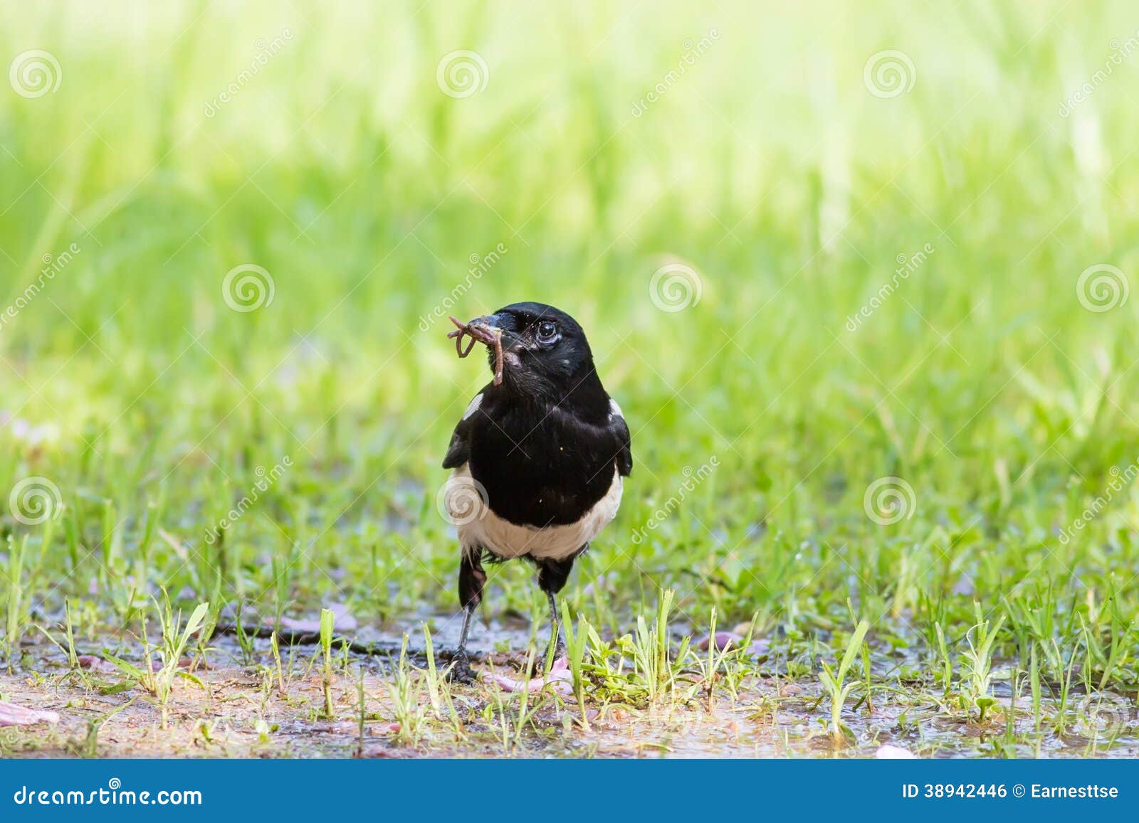 Eurasian Magpie Eating Earthworm Stock Photo - Image of watching, color ...