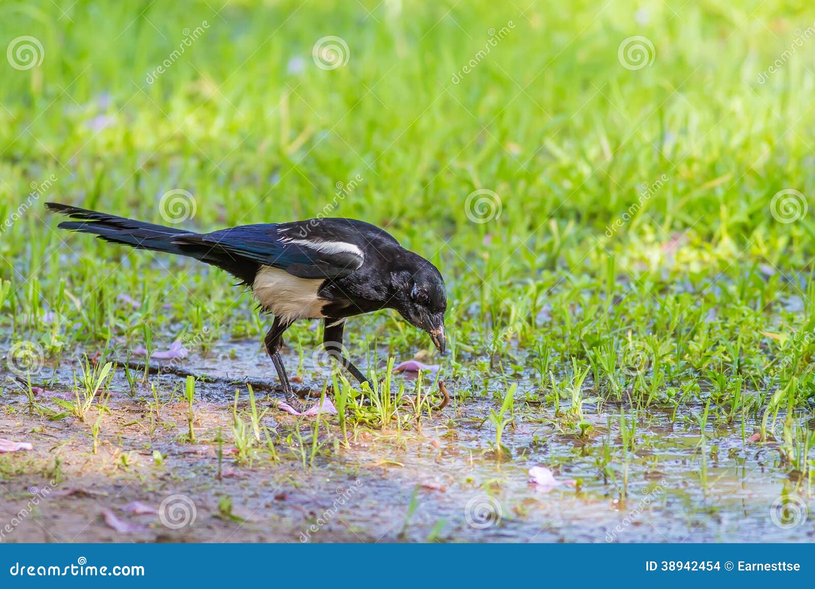 Eurasian Magpie Eating Earthworm Stock Photo - Image of asia, color ...