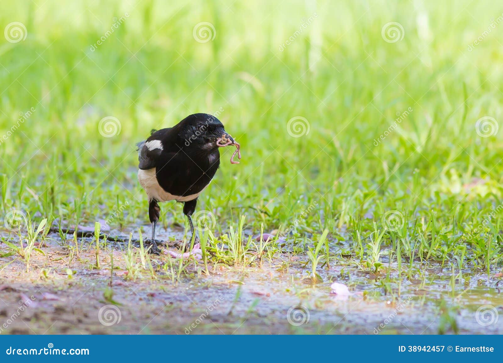 Eurasian Magpie Eating Earthworm Stock Image - Image of watching ...