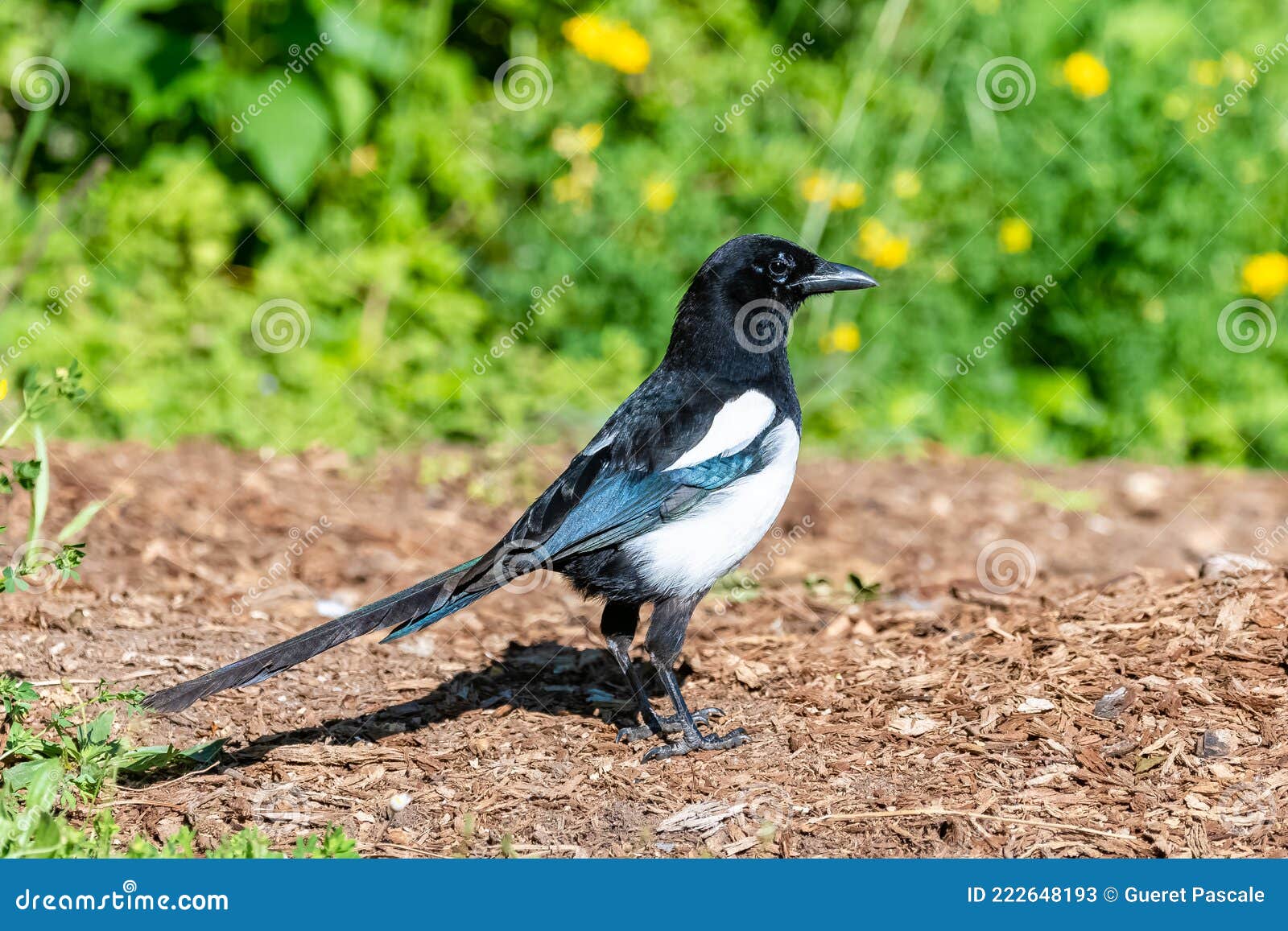 An eurasian Magpie stock image. Image of black, ground - 222648193