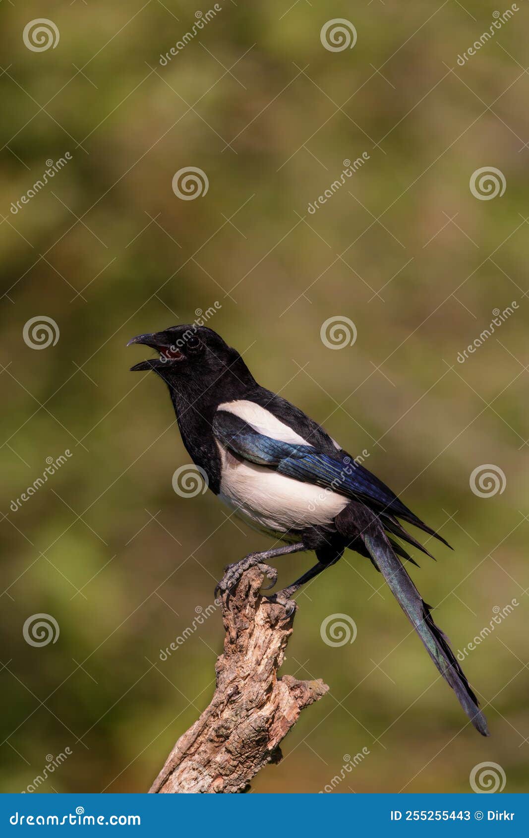 Eurasian magpie Pica pica stock image. Image of animal - 255255443