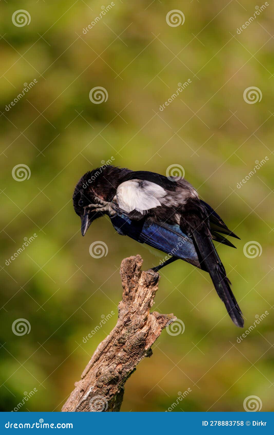 Eurasian magpie (Pica pica stock photo. Image of sitting - 278883758