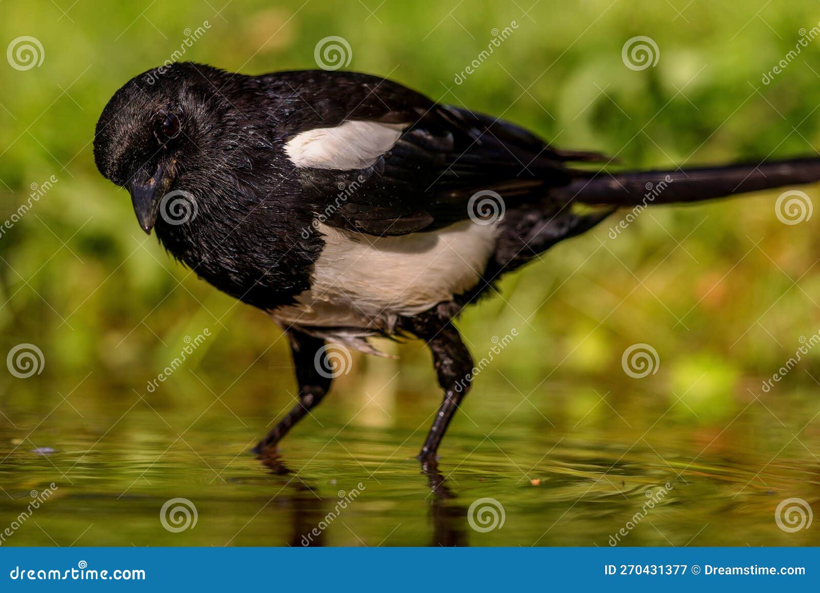 Eurasian magpie (Pica pica stock image. Image of spring - 270431377