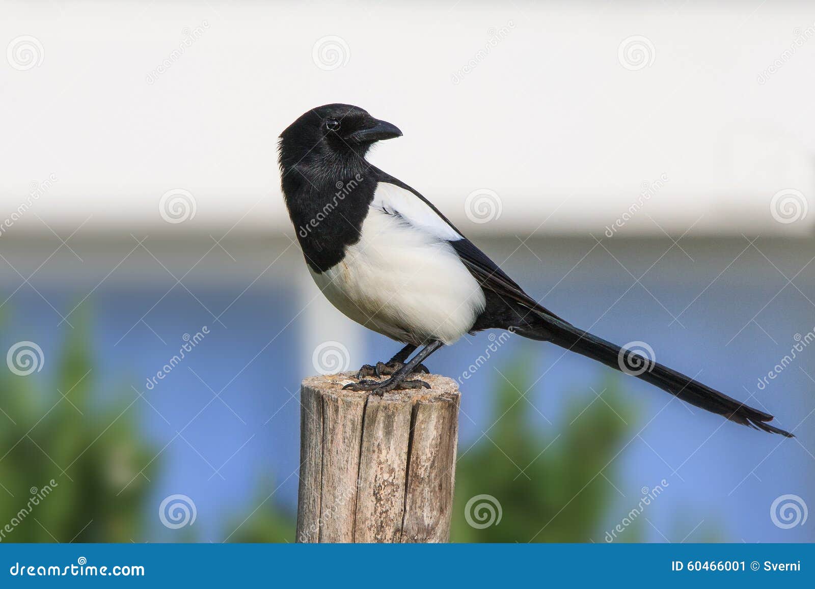 Eurasian magpie on a pole stock image. Image of closeup - 60466001