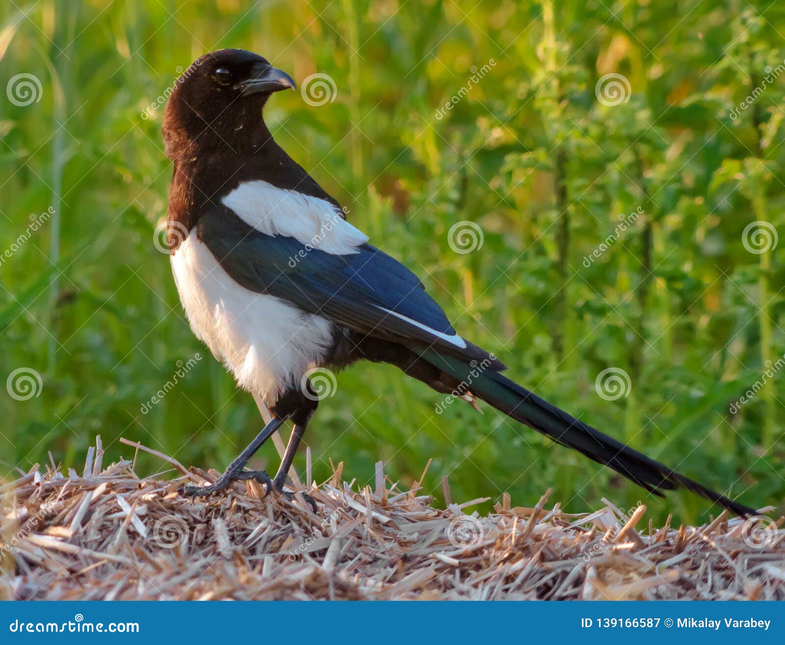 Eurasian Magpie Posing on Hay Rick in the Grass Meadows Stock Image ...