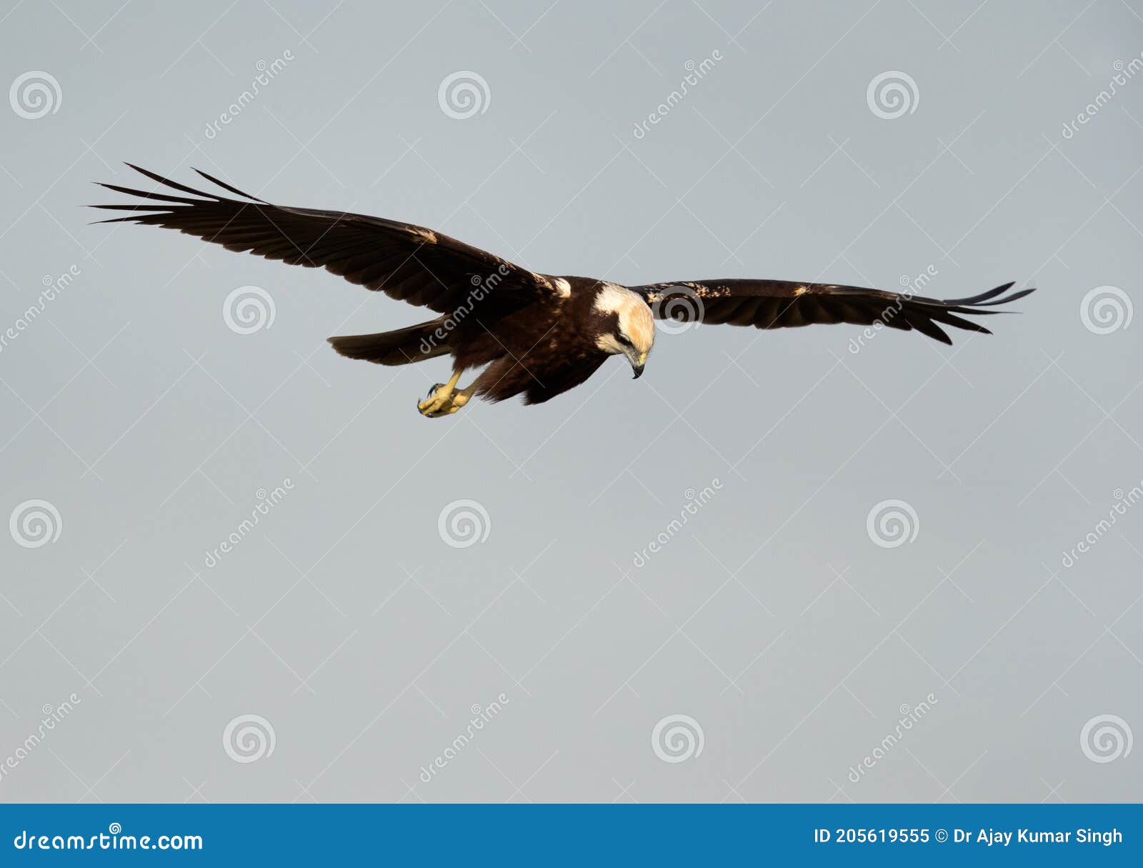 Eurasian Marsh Harrier Flying at Asker Marsh, Bahrain Stock Image ...