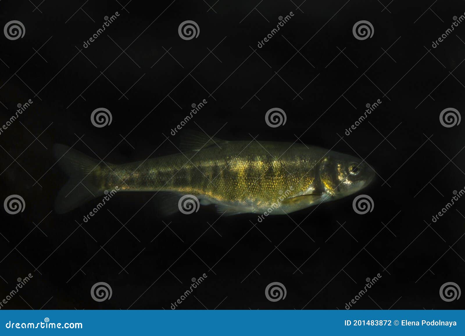 Eurasian Minnow, Common Minnow Phoxinus Phoxinus. Stock Photo - Image ...