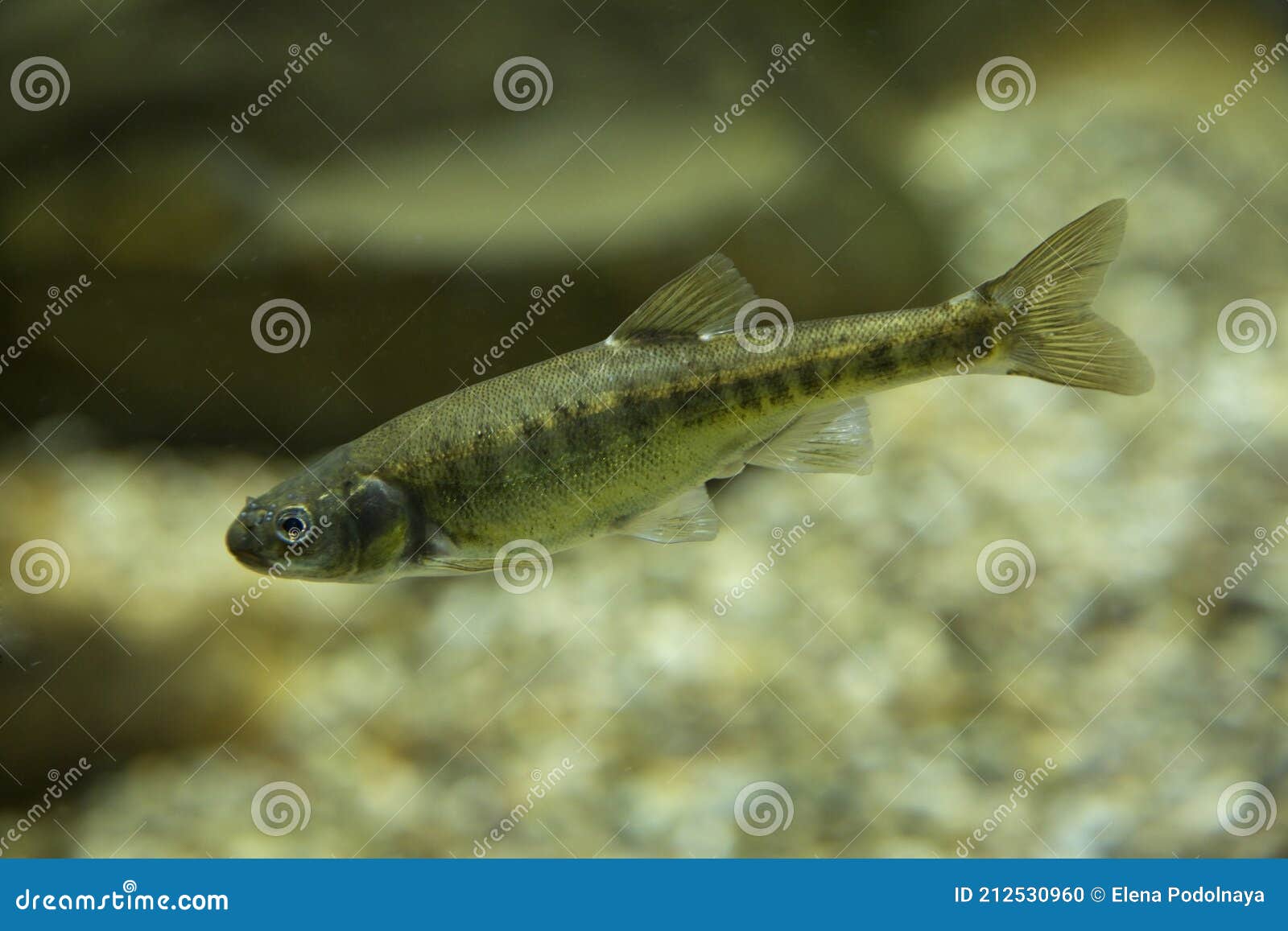 Eurasian Minnow Phoxinus Phoxinus. Stock Photo - Image of animal, fauna ...