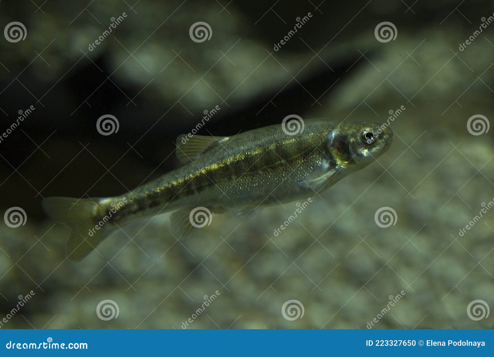 Eurasian Minnow Phoxinus Phoxinus. Stock Photo - Image of underwater ...