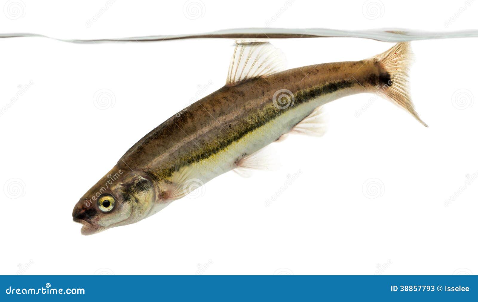 Eurasian Minnow Swimming Down, Under Water Line, Stock Image - Image of ...