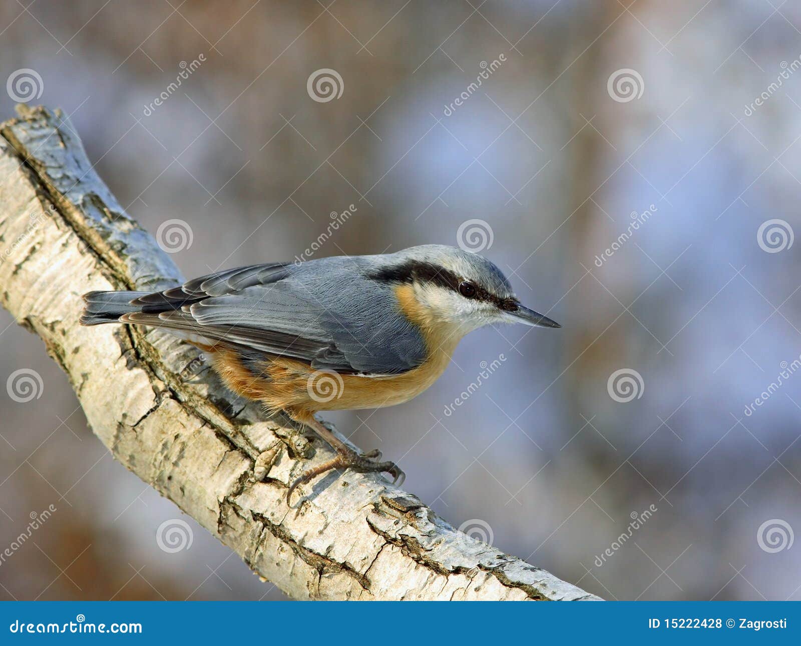 Eurasian Nuthatch on Branch Stock Photo - Image of feather, steadily ...