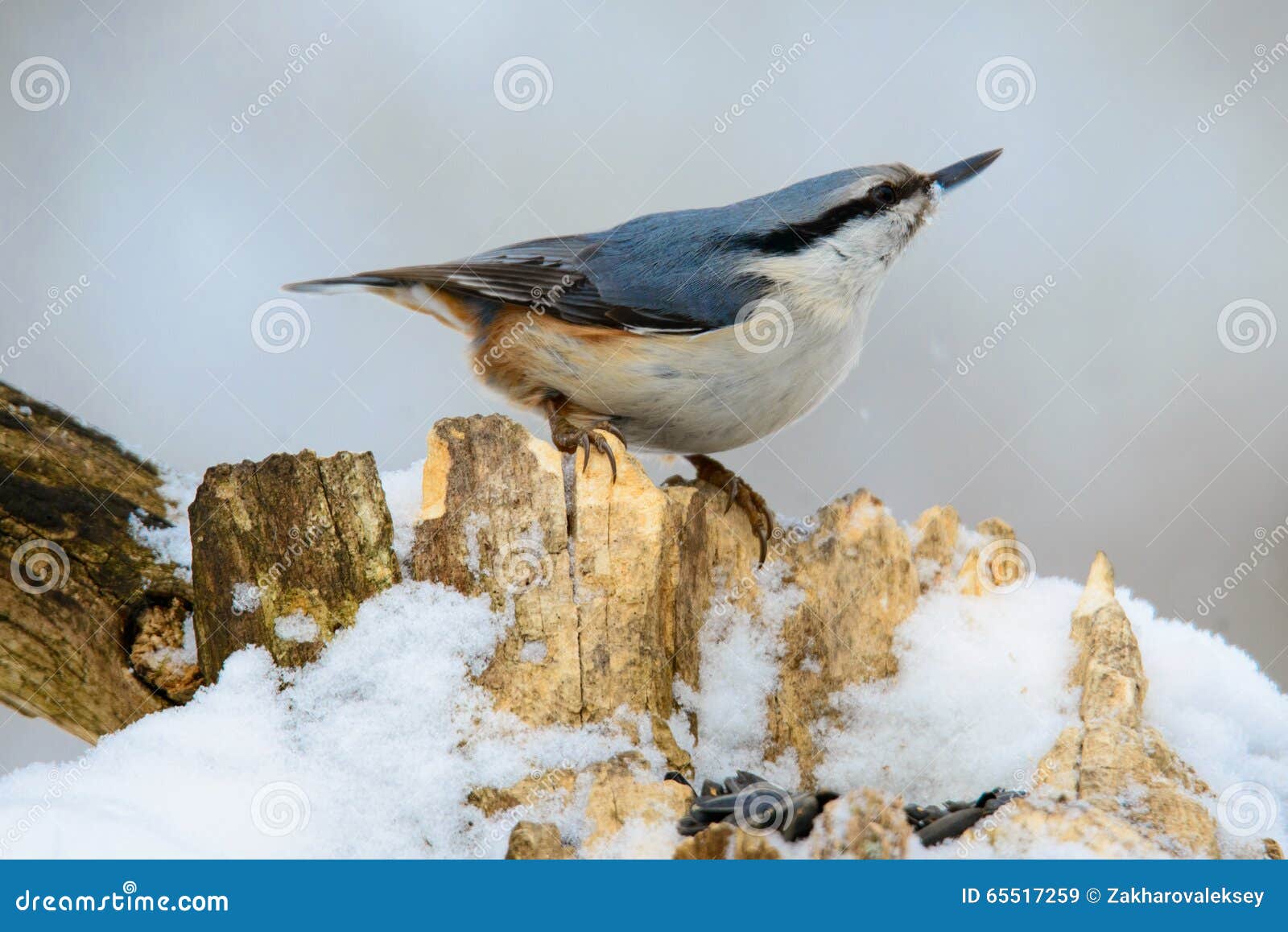 Eurasian Nuthatch, Cute Singing Bird Stock Image - Image of outdoors ...