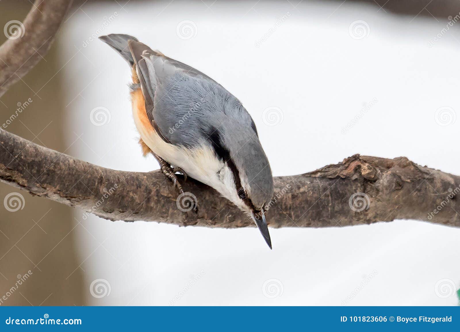 Eurasian Nuthatch Peering Down from a Tree Branch Stock Photo - Image ...