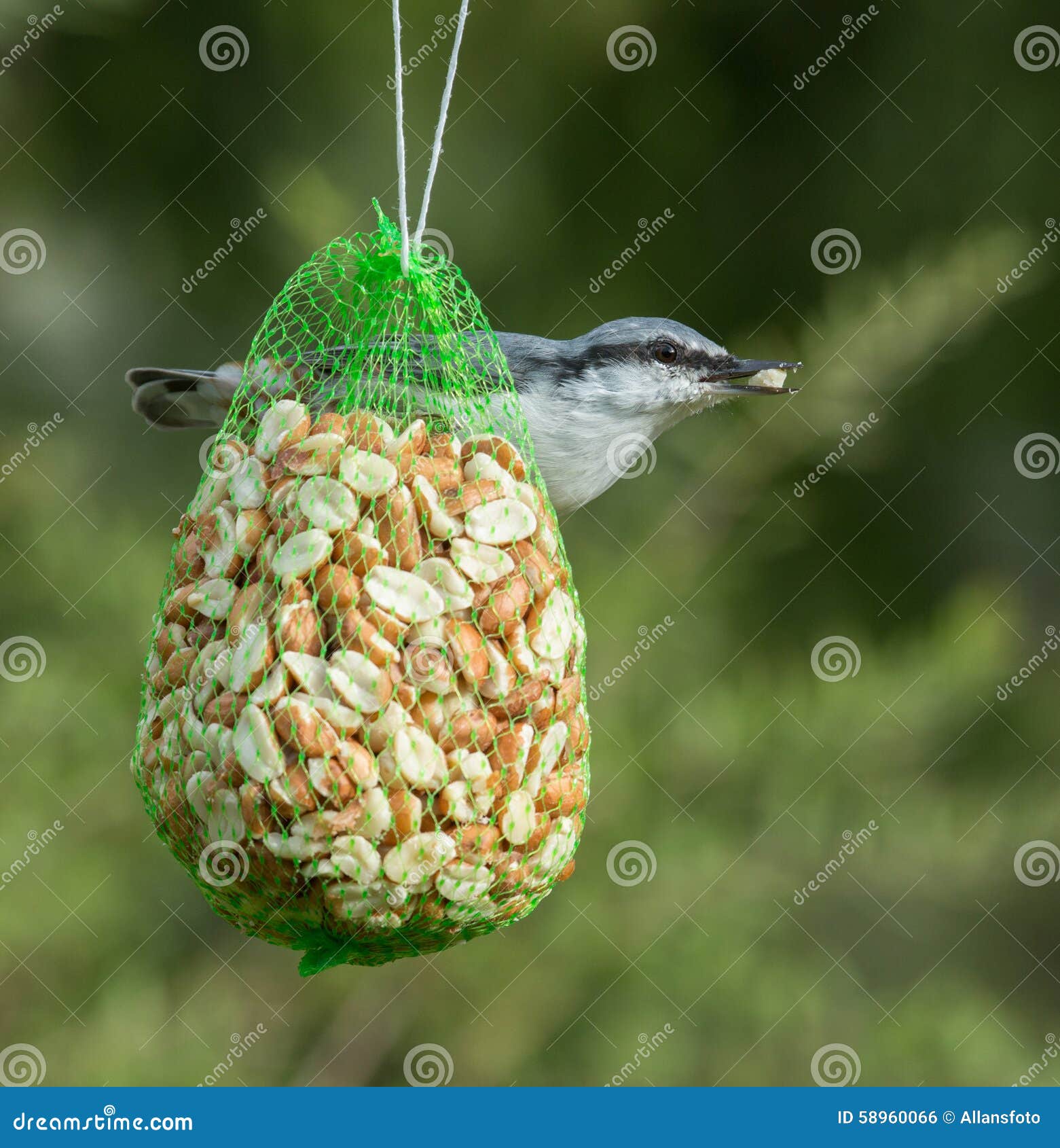 Eurasian nuthatch stock photo. Image of wood, spirited - 58960066