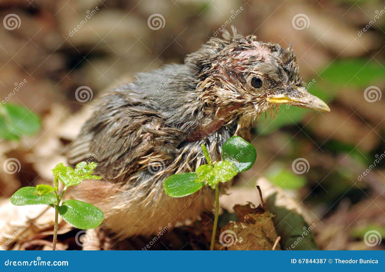 Wild Bird. in the Forest. Baby of Eurasian Nuthatch Stock Image - Image ...