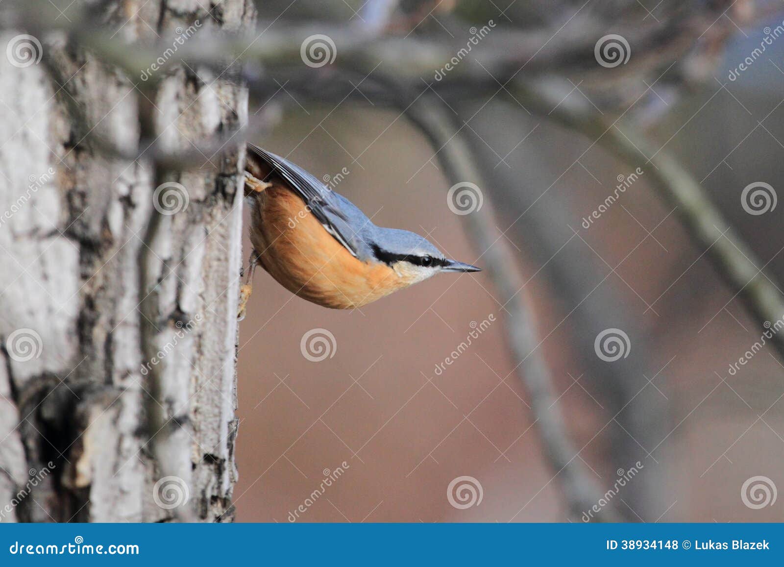 Eurasian nuthatch stock photo. Image of europaea, tree - 38934148