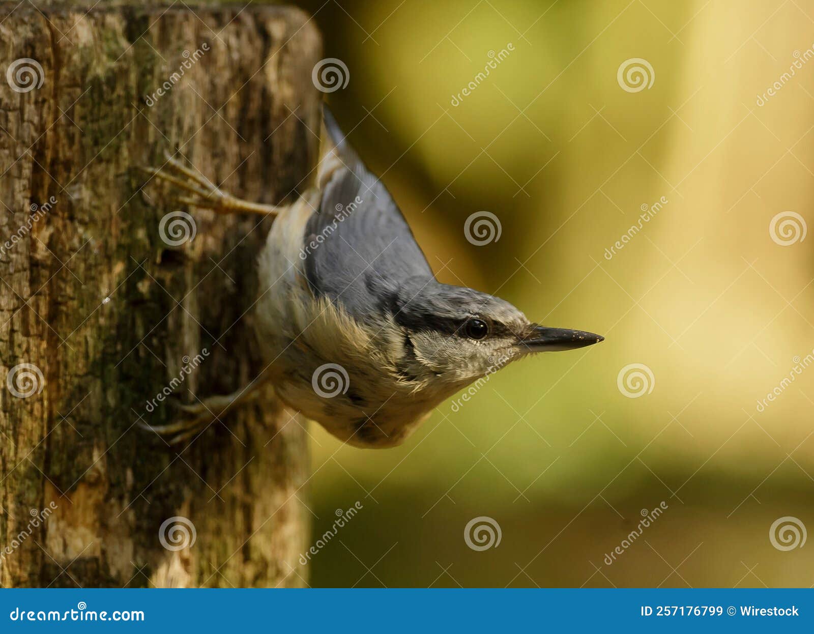 Eurasian Nuthatch on a Tree, Looking To Its Right Stock Image - Image ...