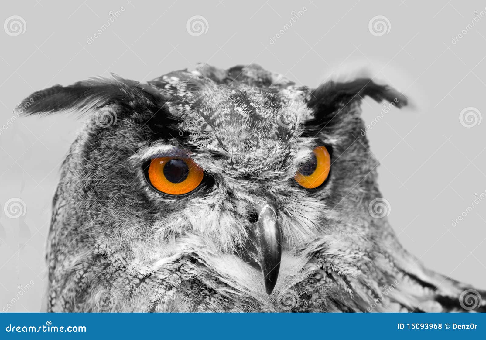 Eurasian oehoe stock photo. Image of eurasian, oehoe - 15093968