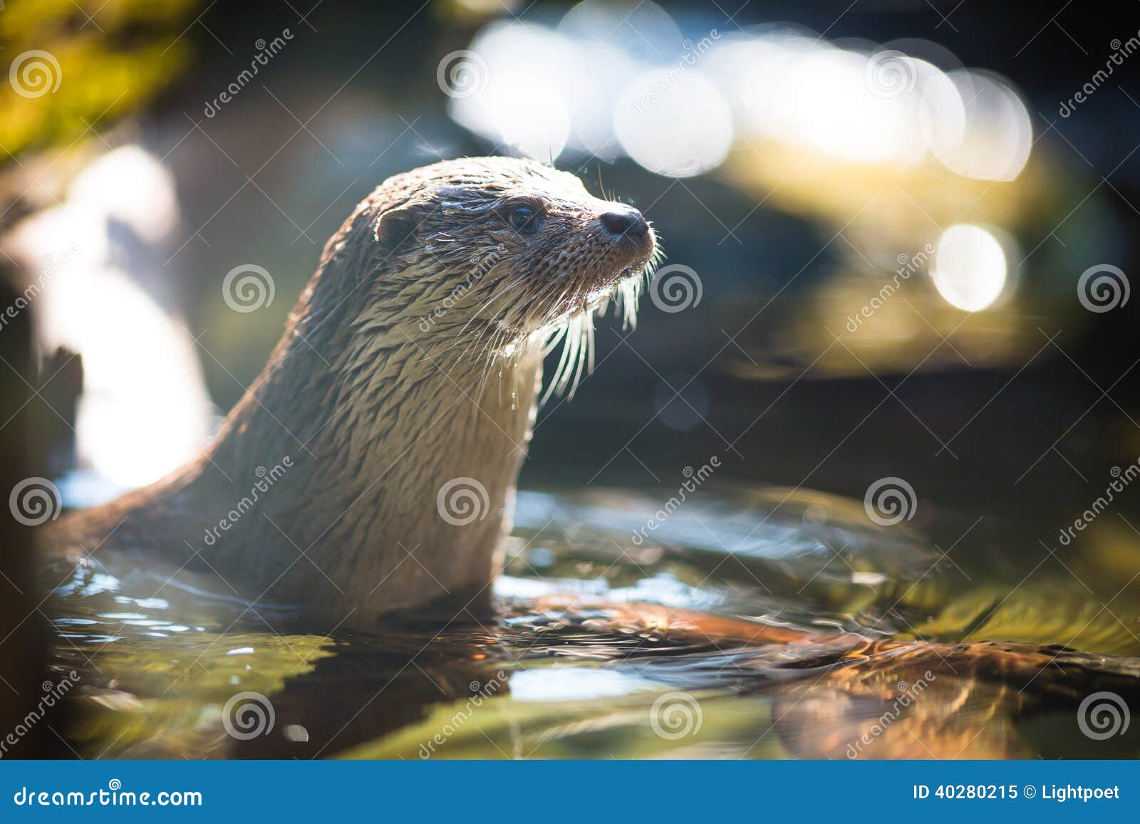 Eurasian otter stock image. Image of north, fall, captivity - 40280215