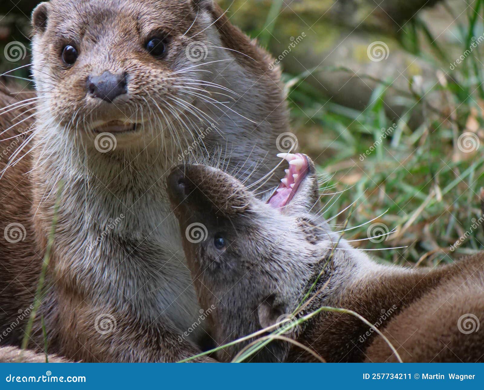 Eurasian Otter in Different Actions in Nature. Stock Image - Image of ...