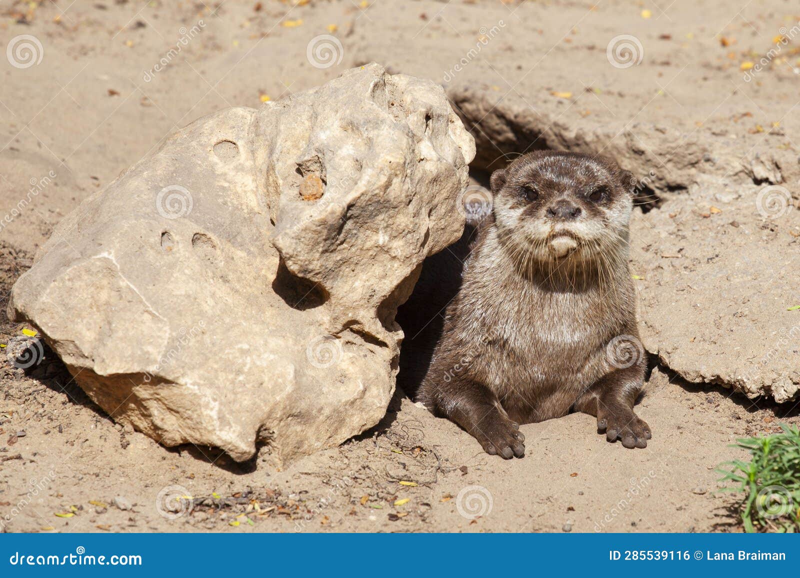 Eurasian Otter (Lutra Lutra) Stock Photo - Image of carnivore, eurasian ...