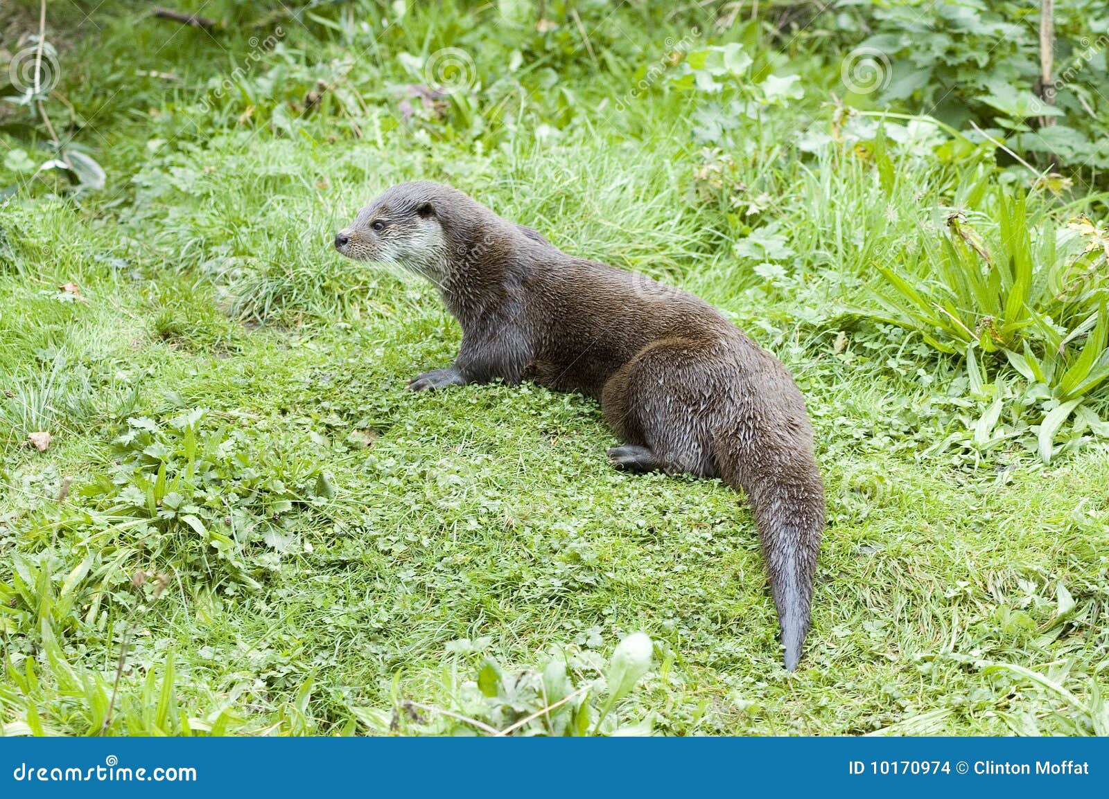 Eurasian Otter - Lutra Lutra Stock Photo - Image of eurasian, mammals ...